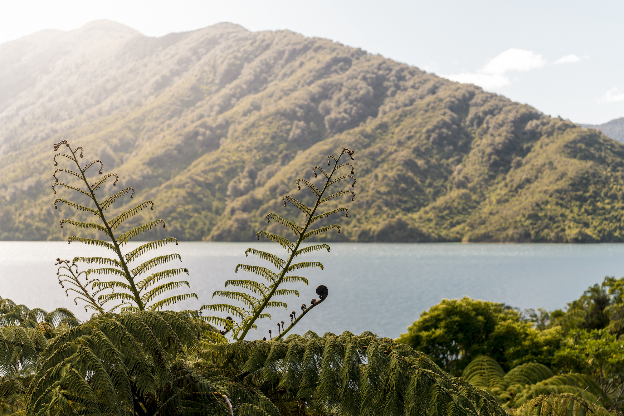 Punga Cove Accommodation and Dining - Marlborough Sounds, NZ