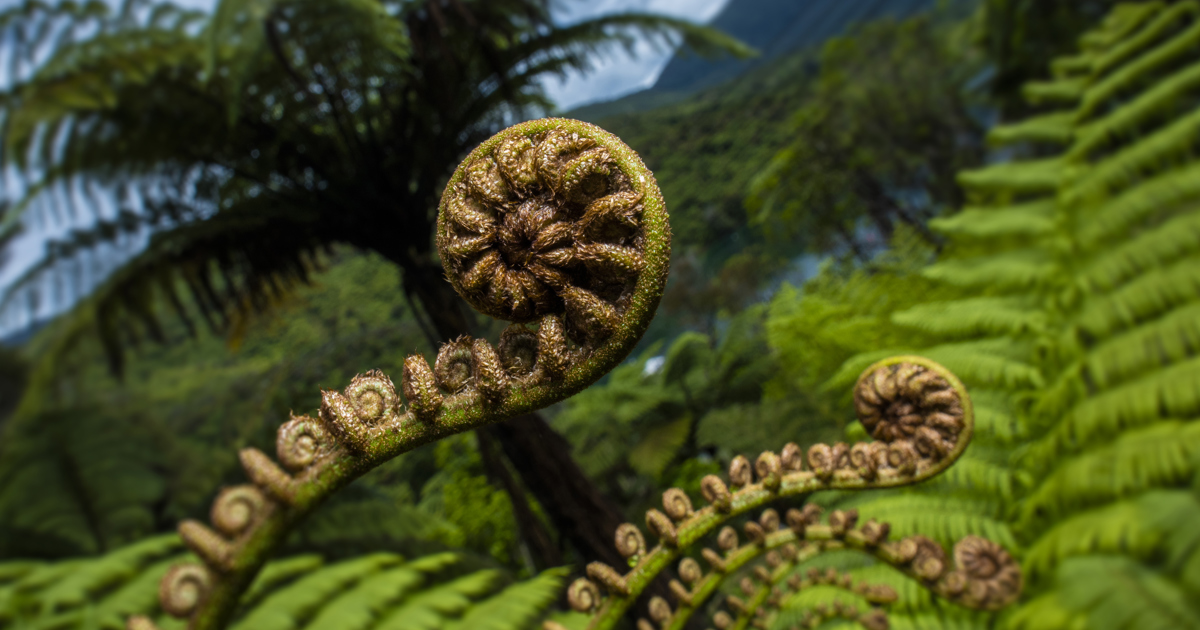 About Punga Cove Resort - Marlborough Sounds, New Zealand